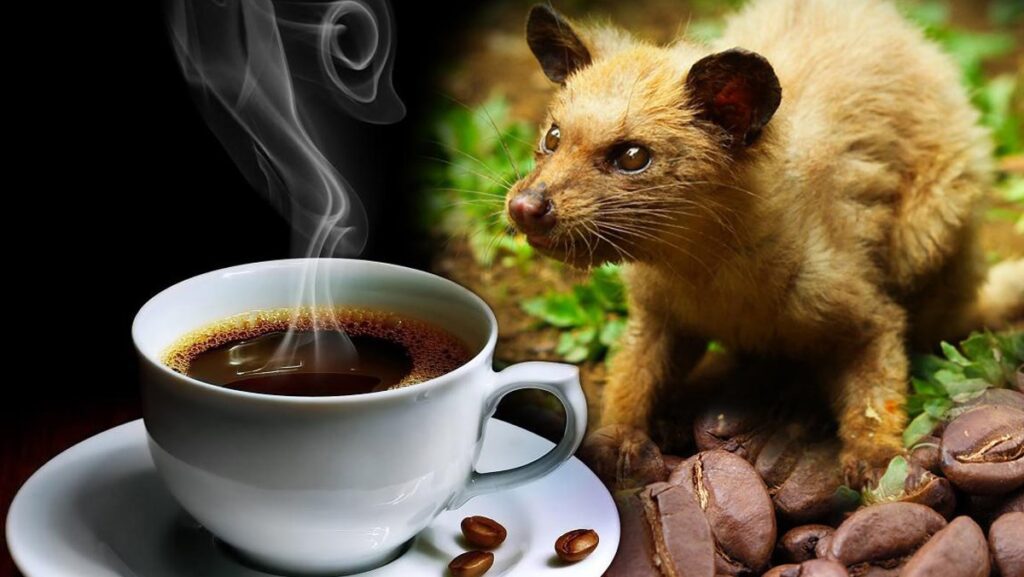 Vietnamese Weasel Coffee: A Complete Guide - Hello 5 Coffee Global