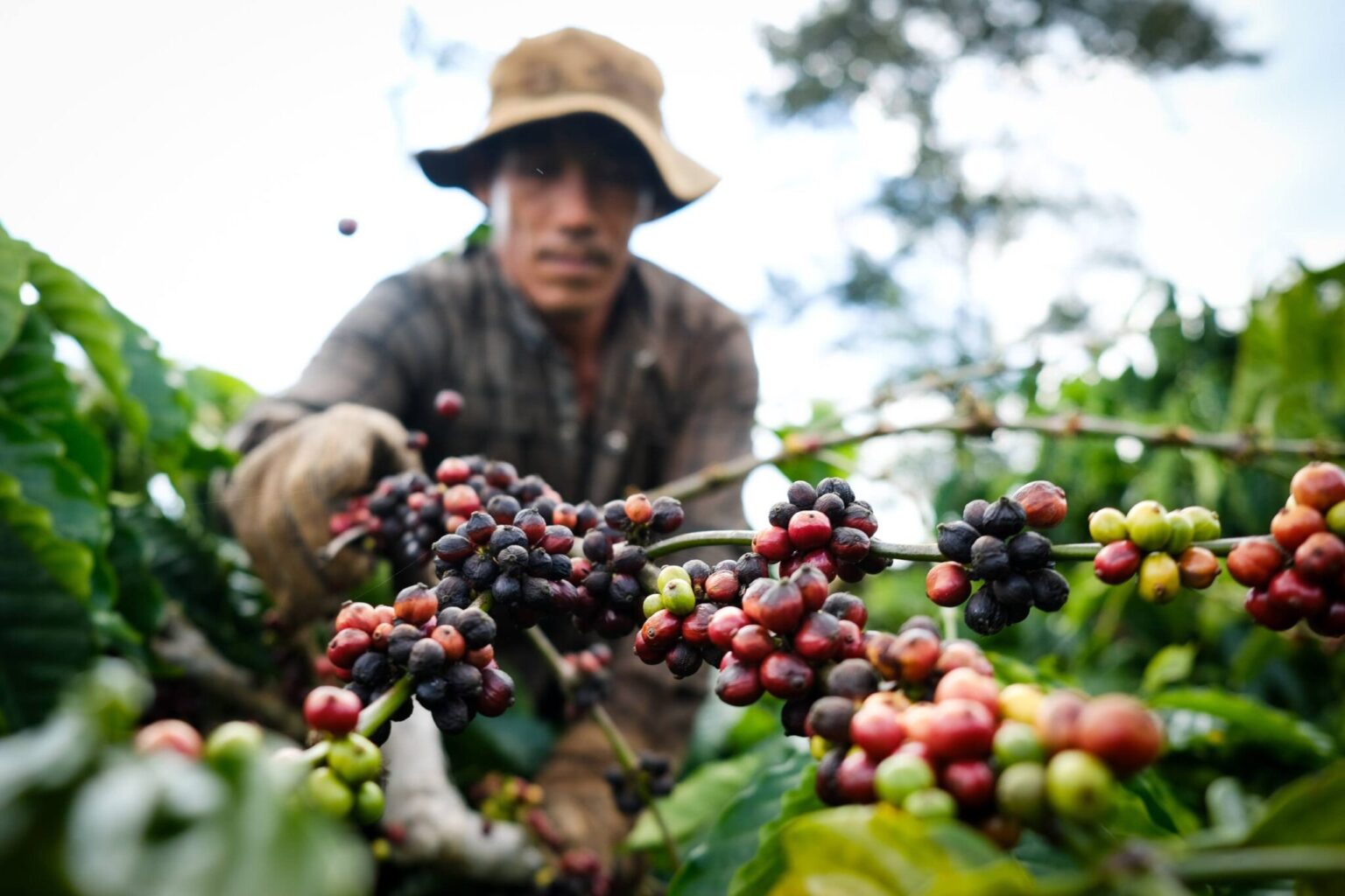 About us - Hello 5 Coffee Global