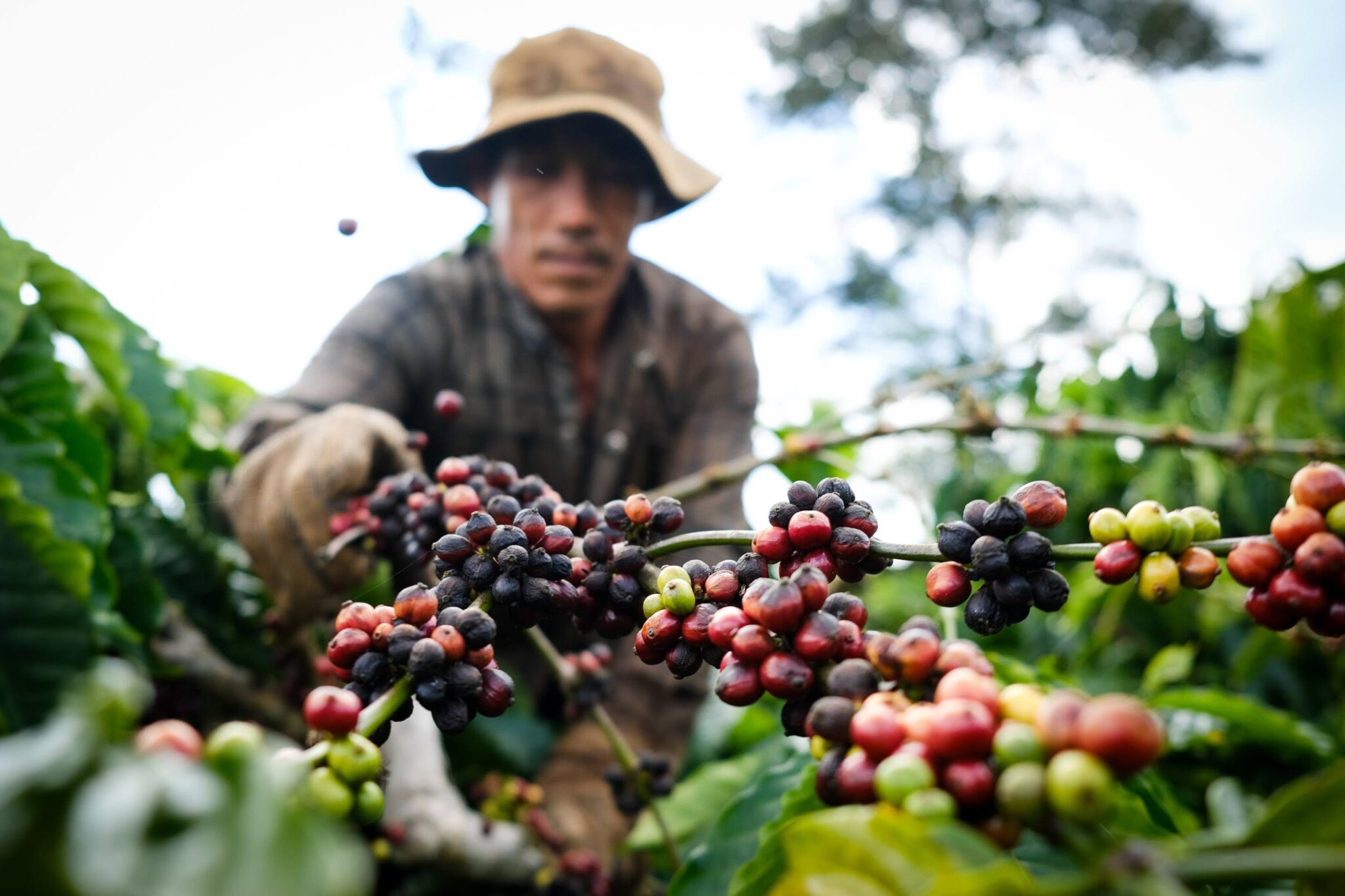 About us - Hello 5 Coffee Global