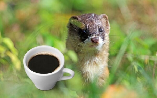 Vietnamese Weasel Coffee: A Complete Guide