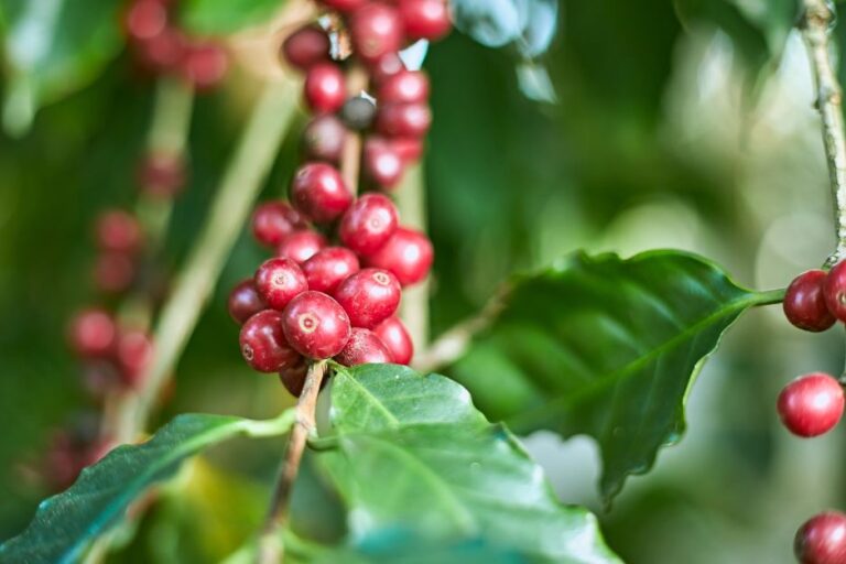 What is Arabica Coffee? Origins, Characteristics, and Classification