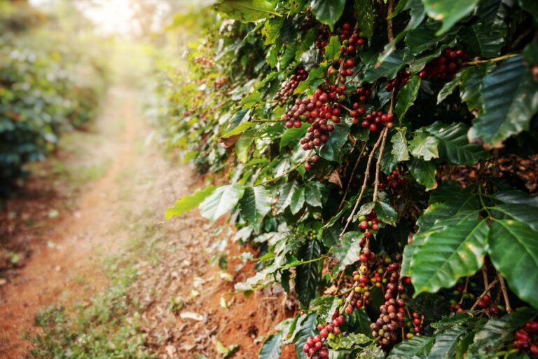 What is Arabica Coffee? Origins, Characteristics, and Classification