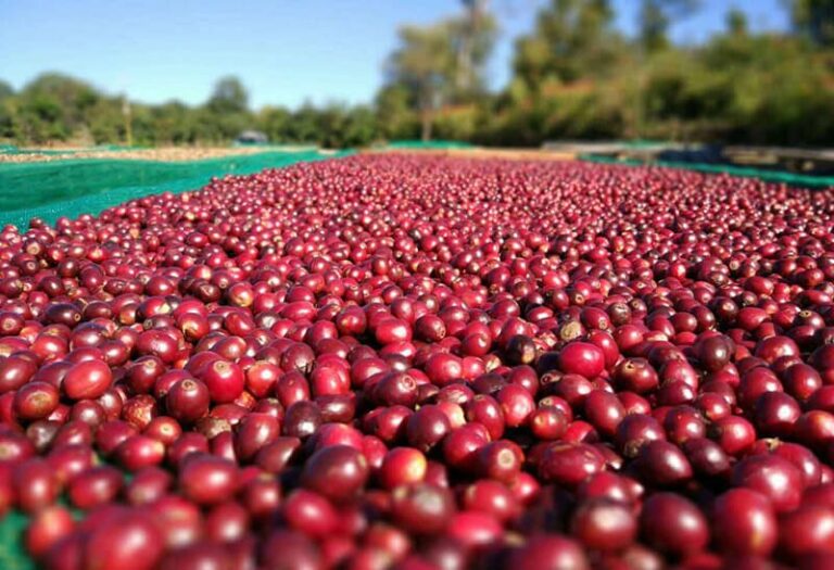 What is Fine Robusta? Everything You Need to Know
