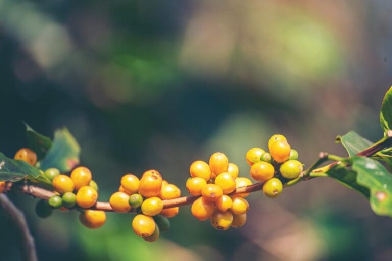 Overview of Bourbon Coffee Variety: The Queen of Arabica Coffee