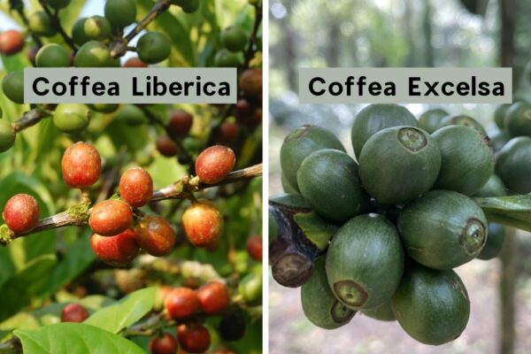 Liberica vs Excelsa Coffee: A Comprehensive Comparison