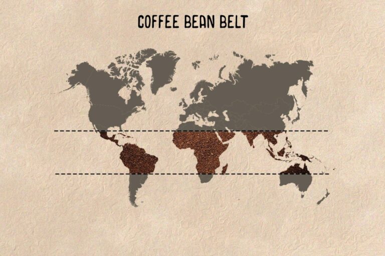 What is the coffee bean belt?