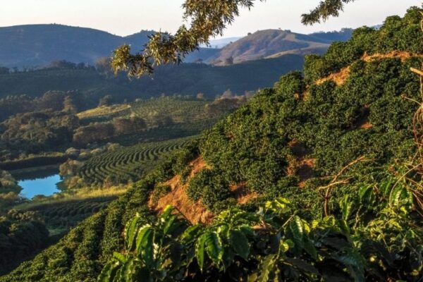 What is Coffee Bean Density?