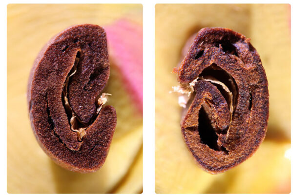 What is Coffee Bean Density?