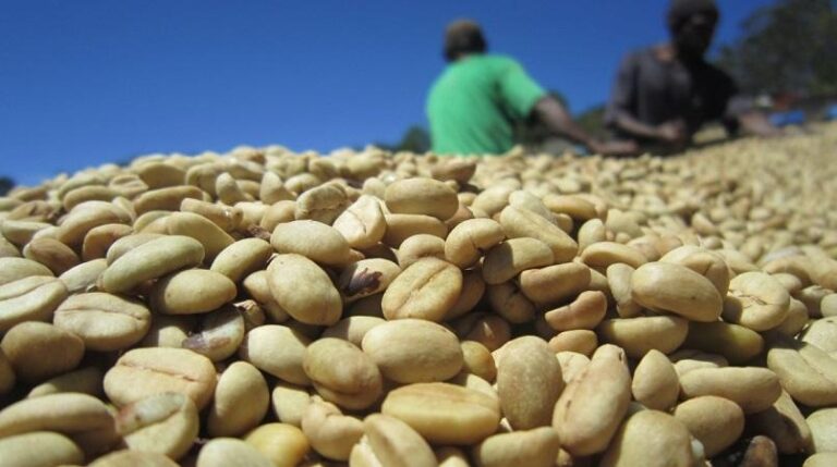 Coffee bean size classification