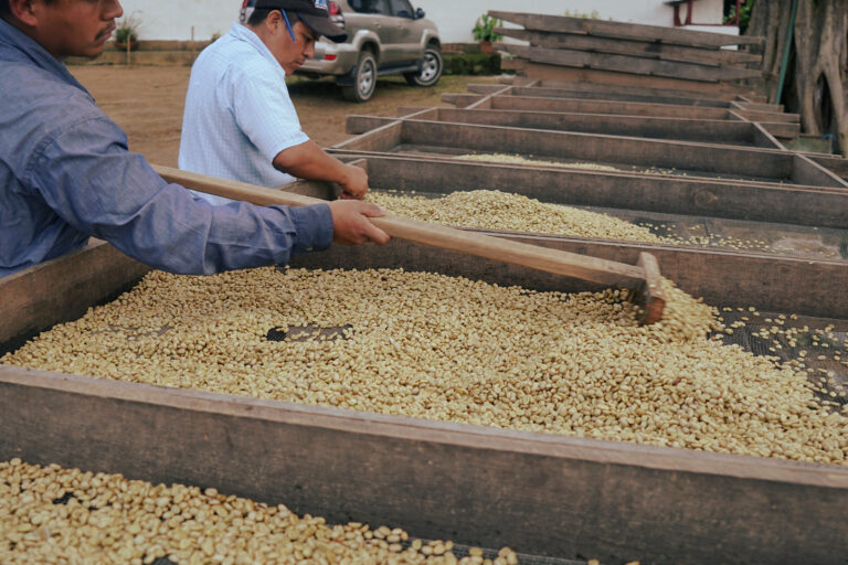 Coffee Drying: Overview of the Drying Process - Hello 5 Coffee Global