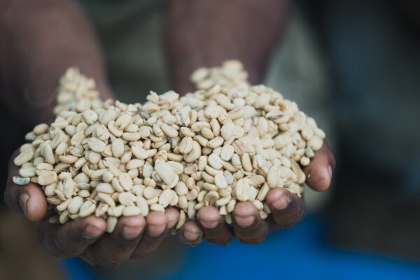 Coffee Drying: Overview of the Drying Process - Hello 5 Coffee Global