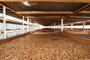 Coffee Drying: Overview of the Drying Process - Hello 5 Coffee Global
