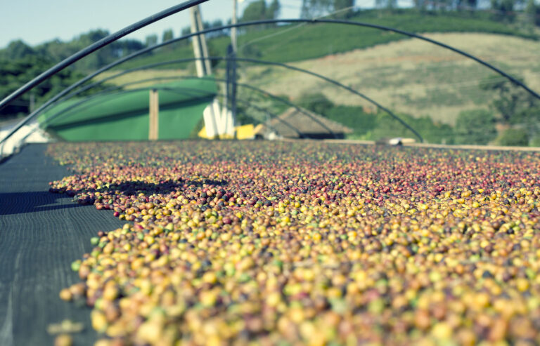 Coffee Drying: Overview of the Drying Process - Hello 5 Coffee Global
