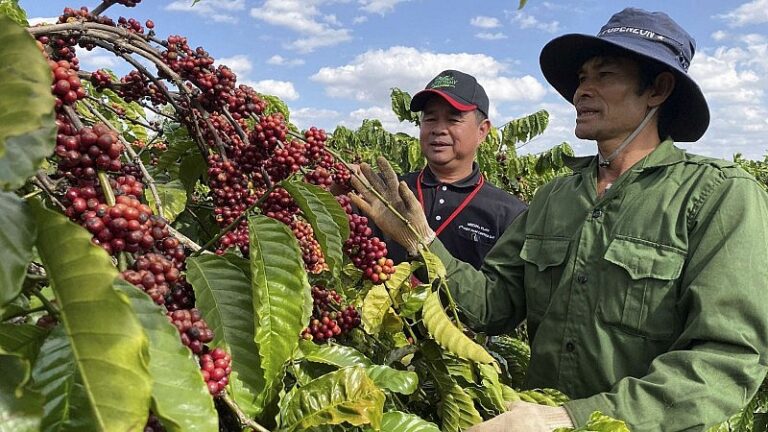 Vietnam Robusta coffee price 2026: Price table, Market trends ...